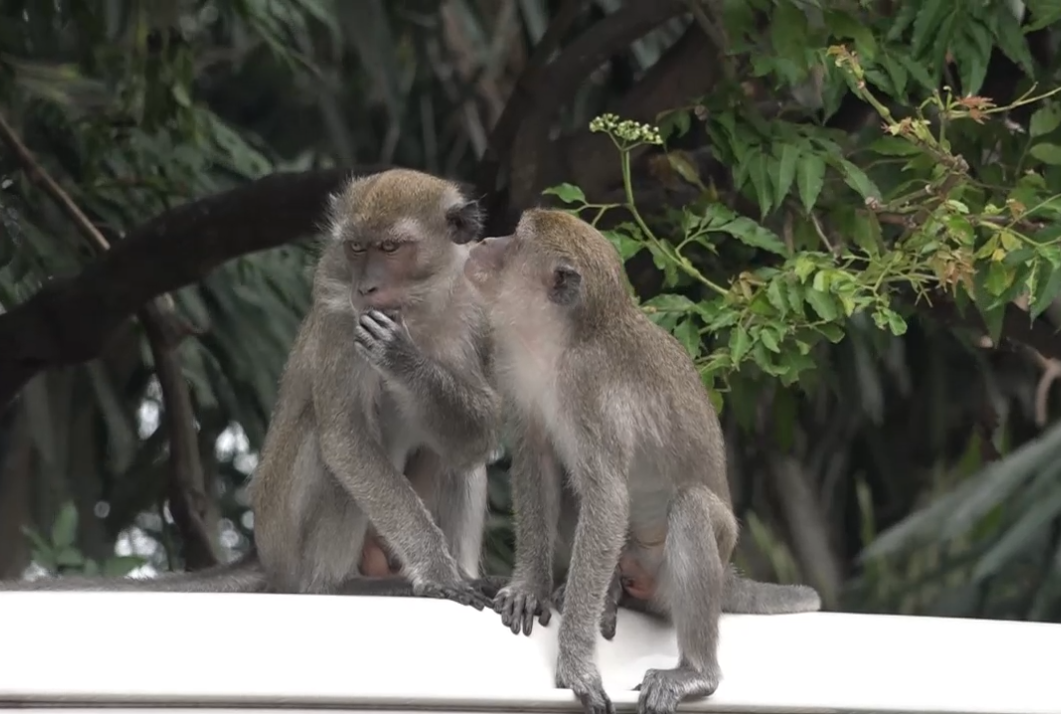 Minim Perhatian, Kera Hutan Tirtosari Berkurang - radartvnews | Portal ...